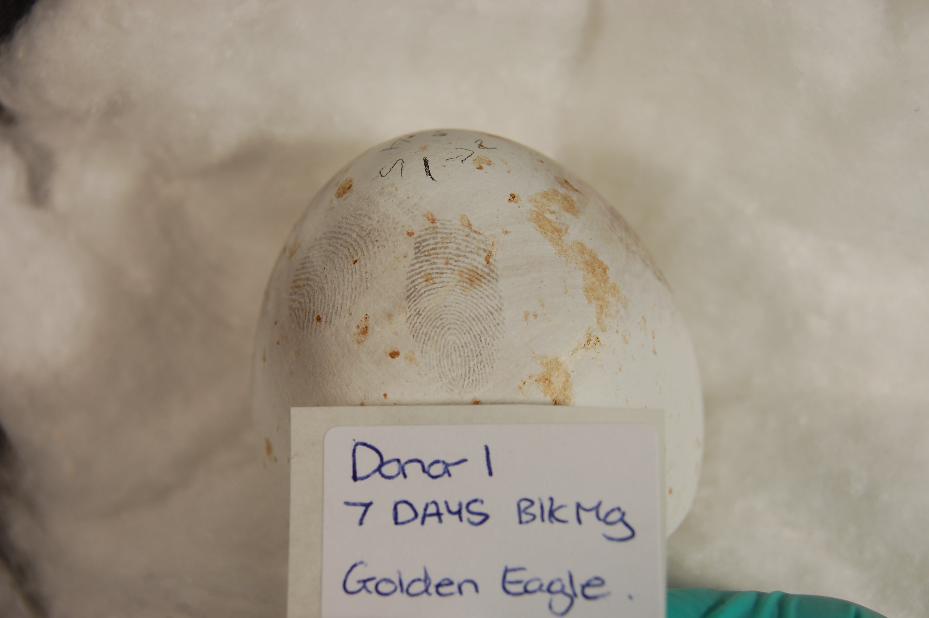 The Anti-Poaching Powder | Audubon