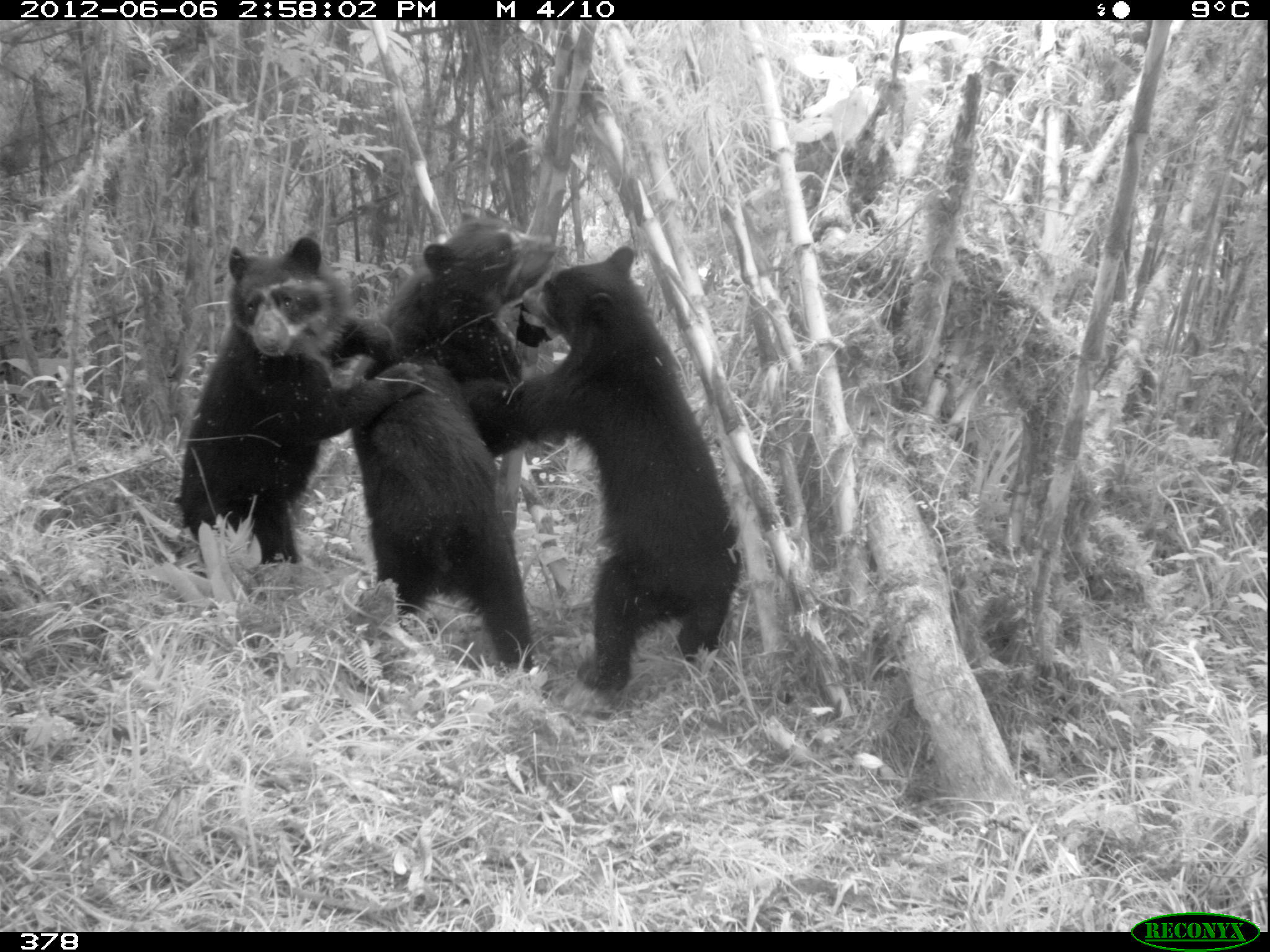 Ouch. This Is What Happens When You Spy On Andean Black Bears (Video ...