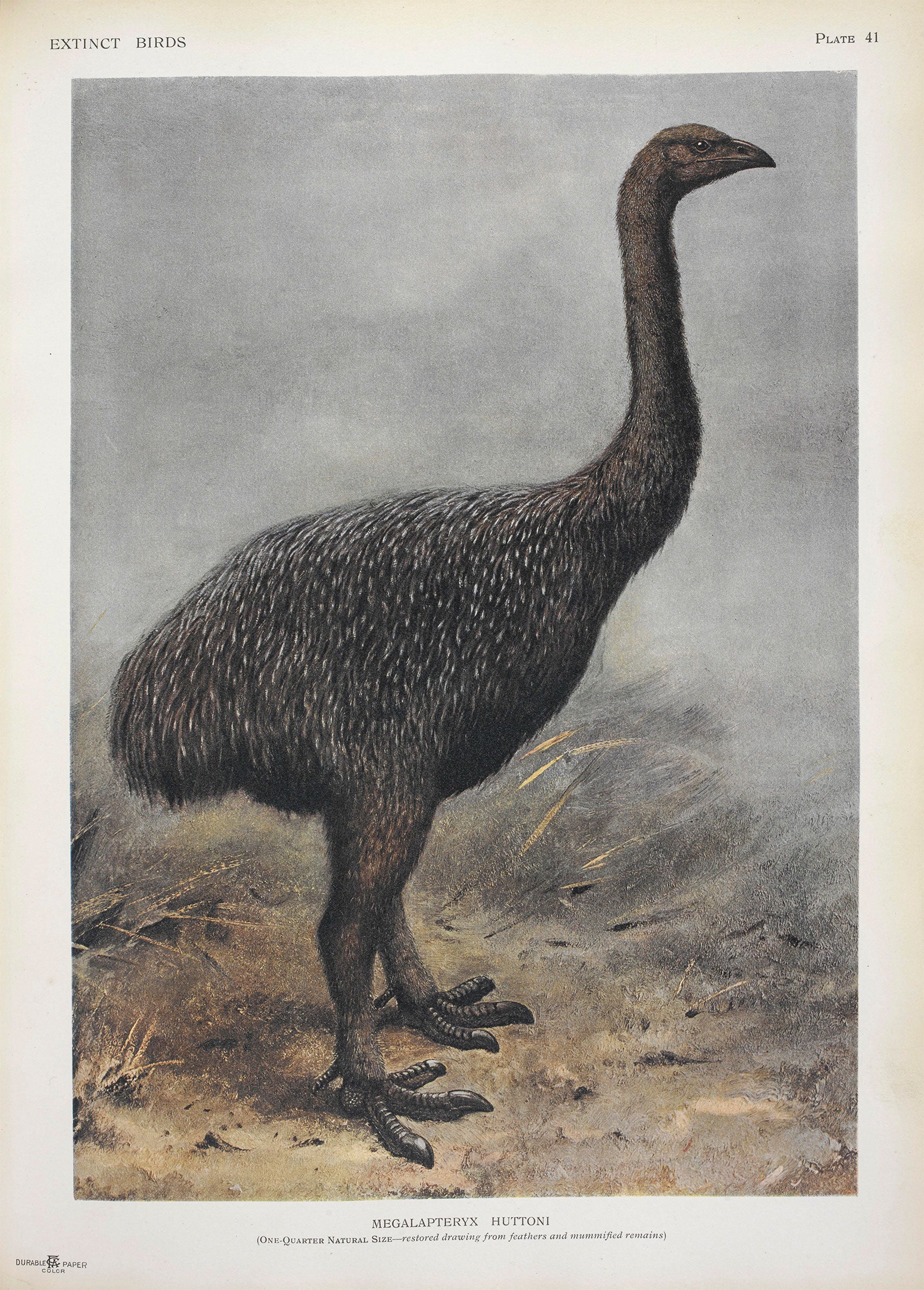 New Zealand Once Had Giant Penguins and Parrots, but Why? | Audubon