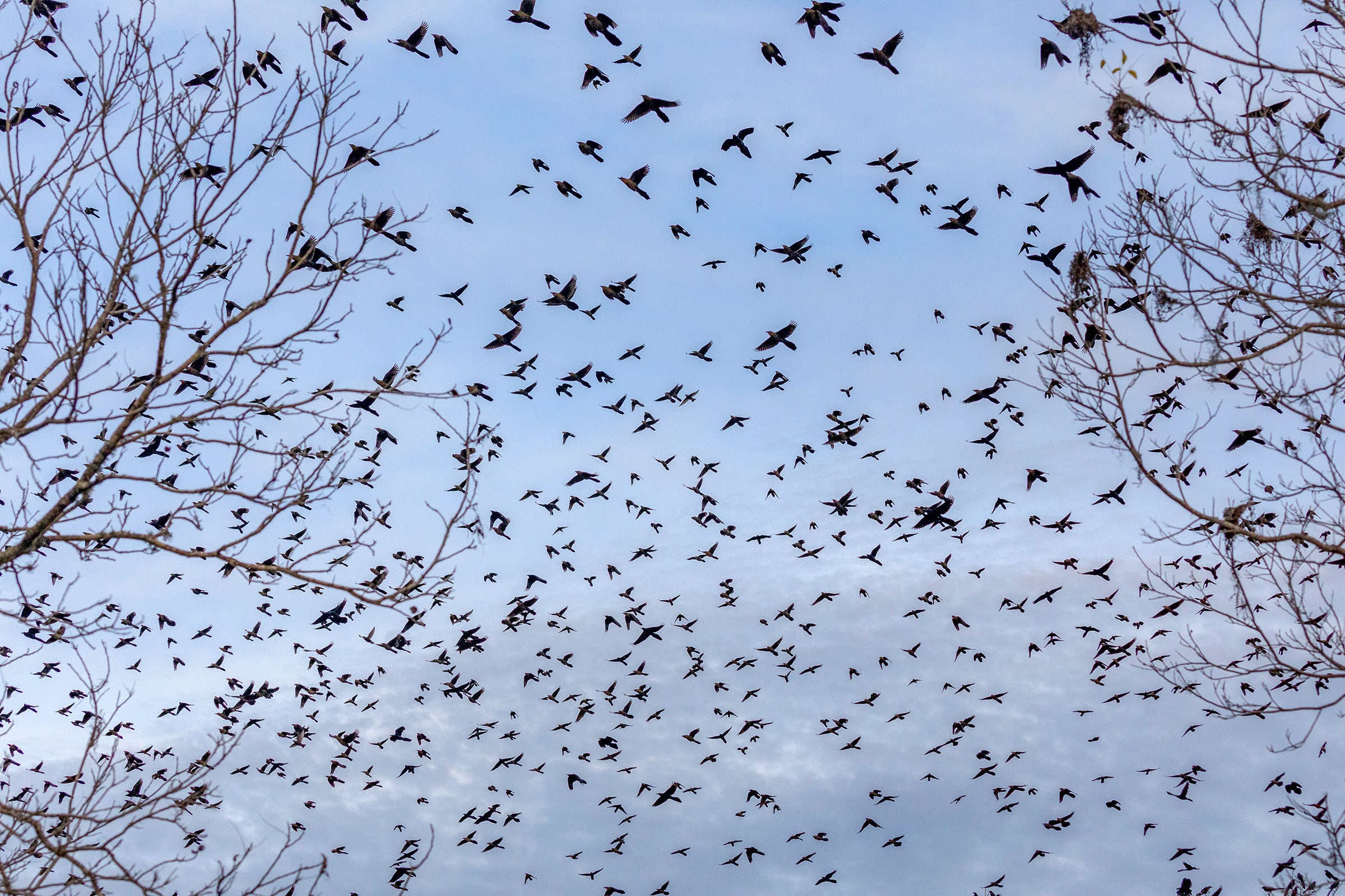 In Praise of the Great-tailed Grackle, a Bird That Doesn't Need Your ...
