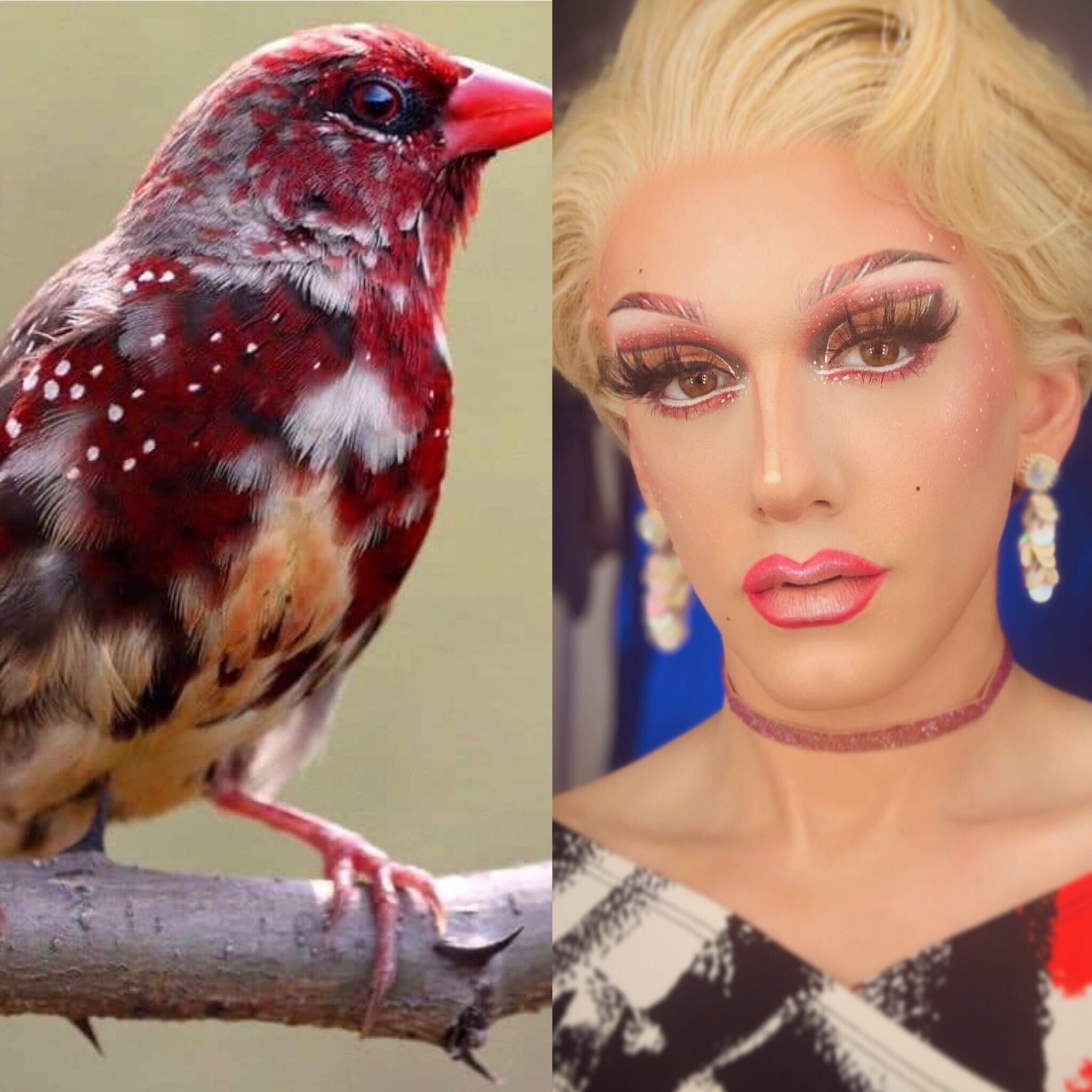 Art of Bird Drag | Audubon