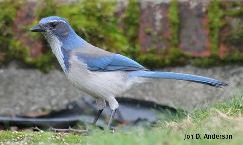 How to Learn Bird Language | Audubon