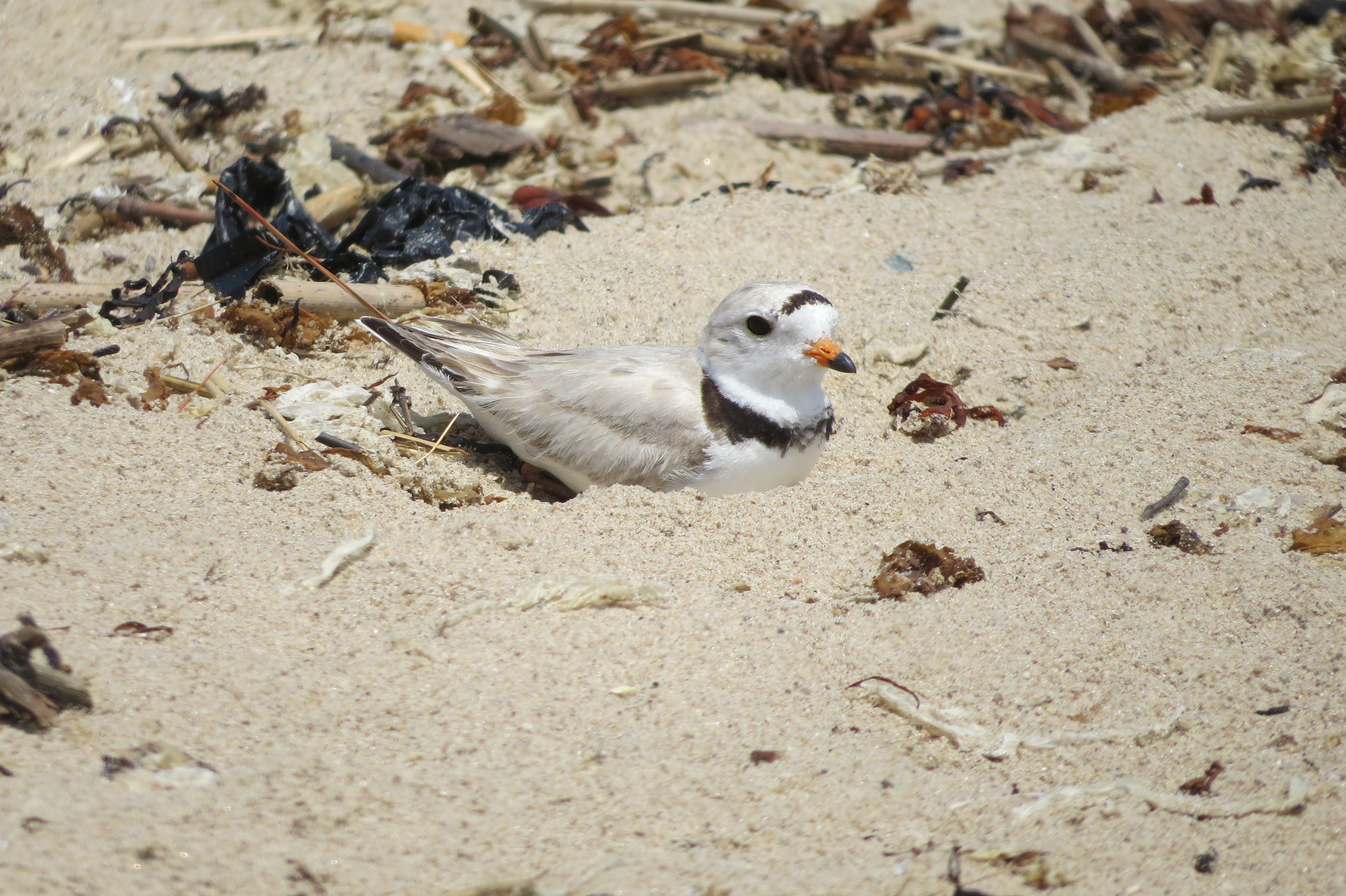 Shorebird Nesting in a Changing World | Audubon