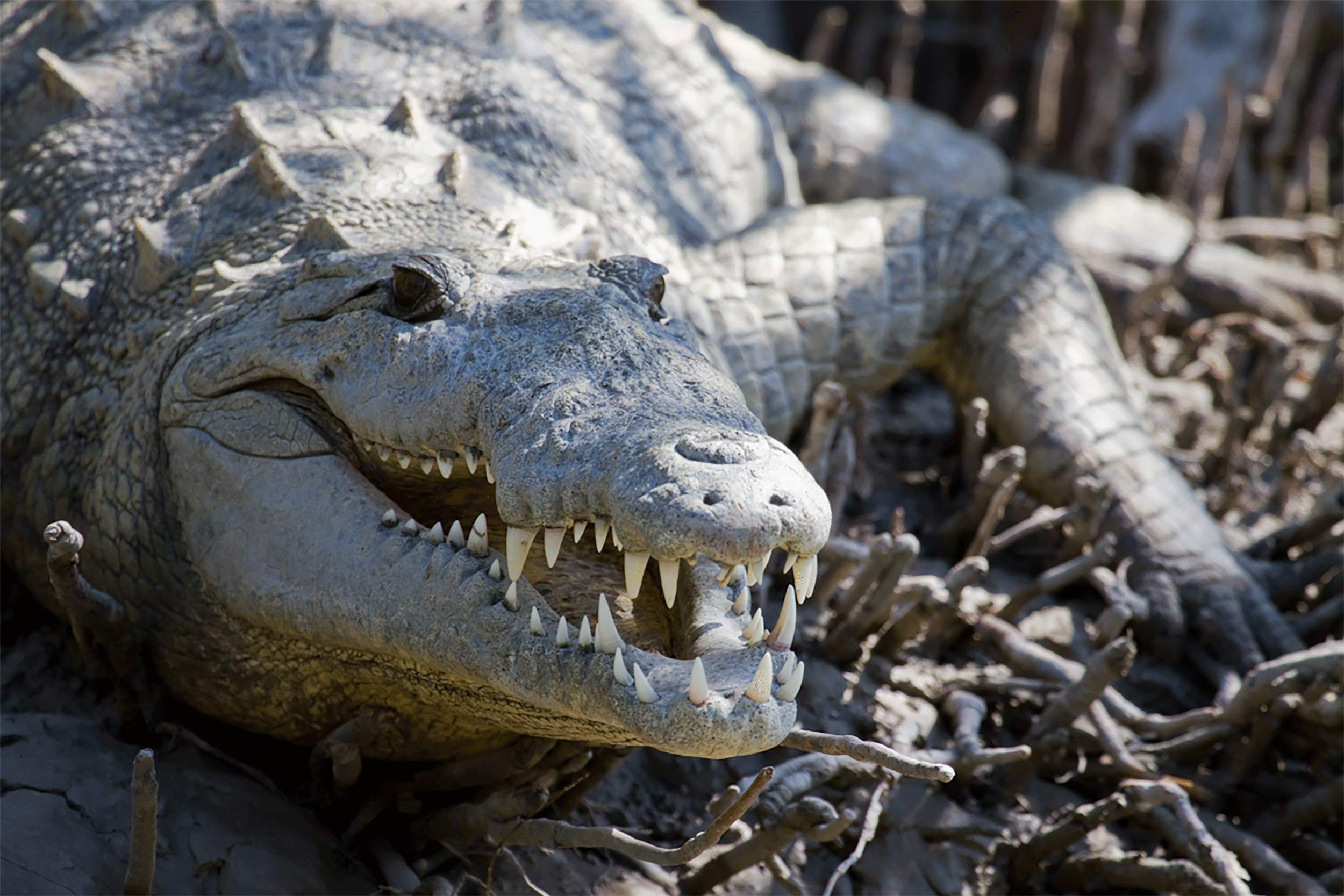 Warming Waters Responsible for Shifting Nest Dates in American ...