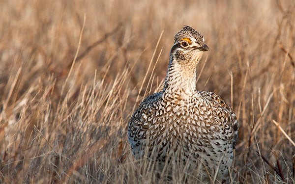 Changes in Casper’s Bird Populations | Audubon