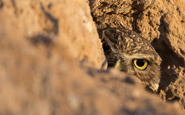 Looking Underground: Why Birds Need Healthy Soils | Audubon