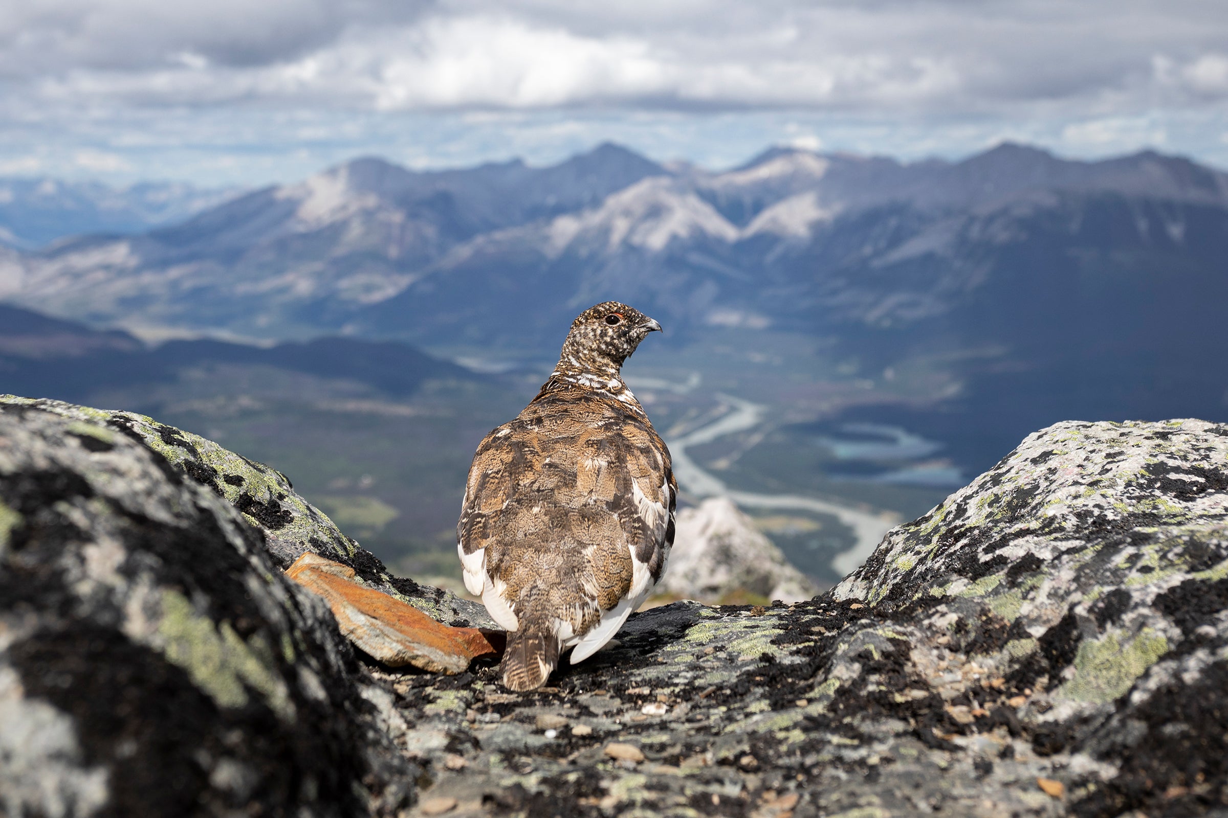 Audubon Photography Awards | Audubon