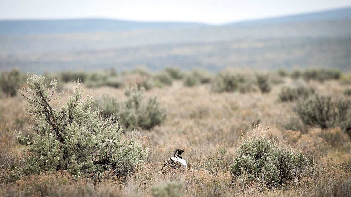 Greater Sage Grouse | Audubon