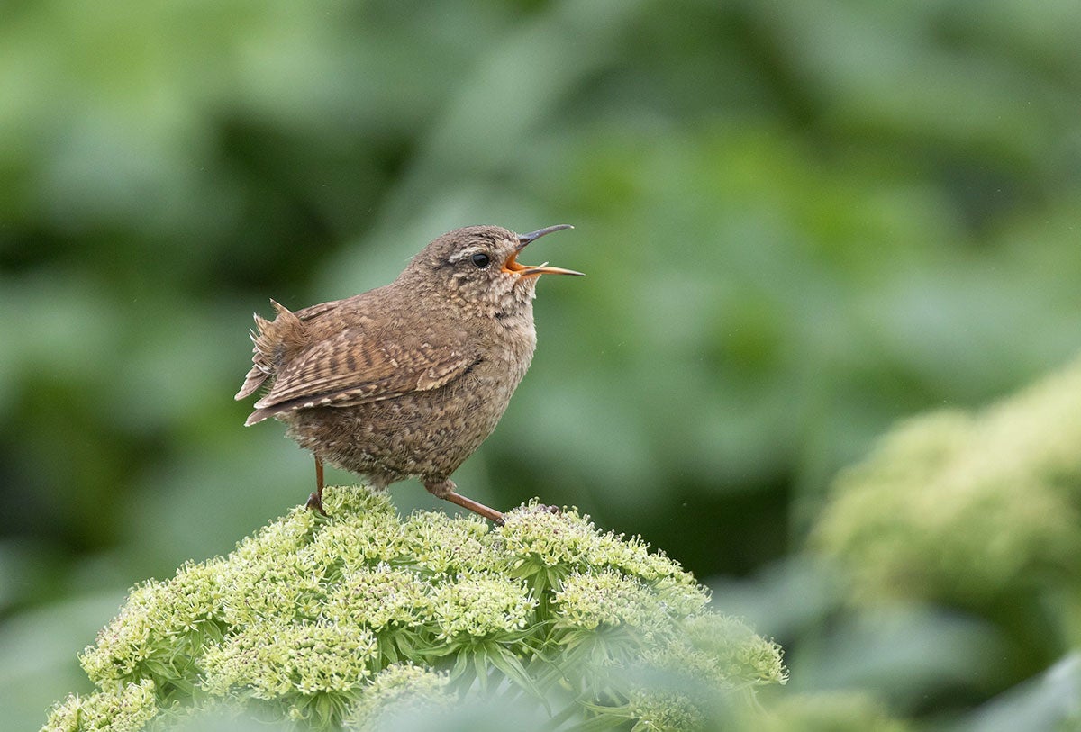 Listen to Every Pitch Change in a Pacific Wren Call | Audubon