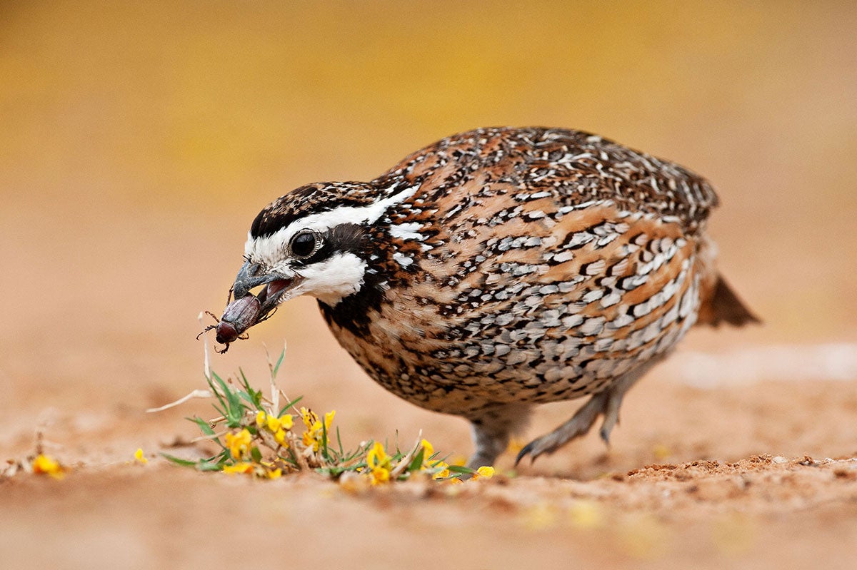 Here Are Twelve Photos of Hungry Birds and Their Meals | Audubon
