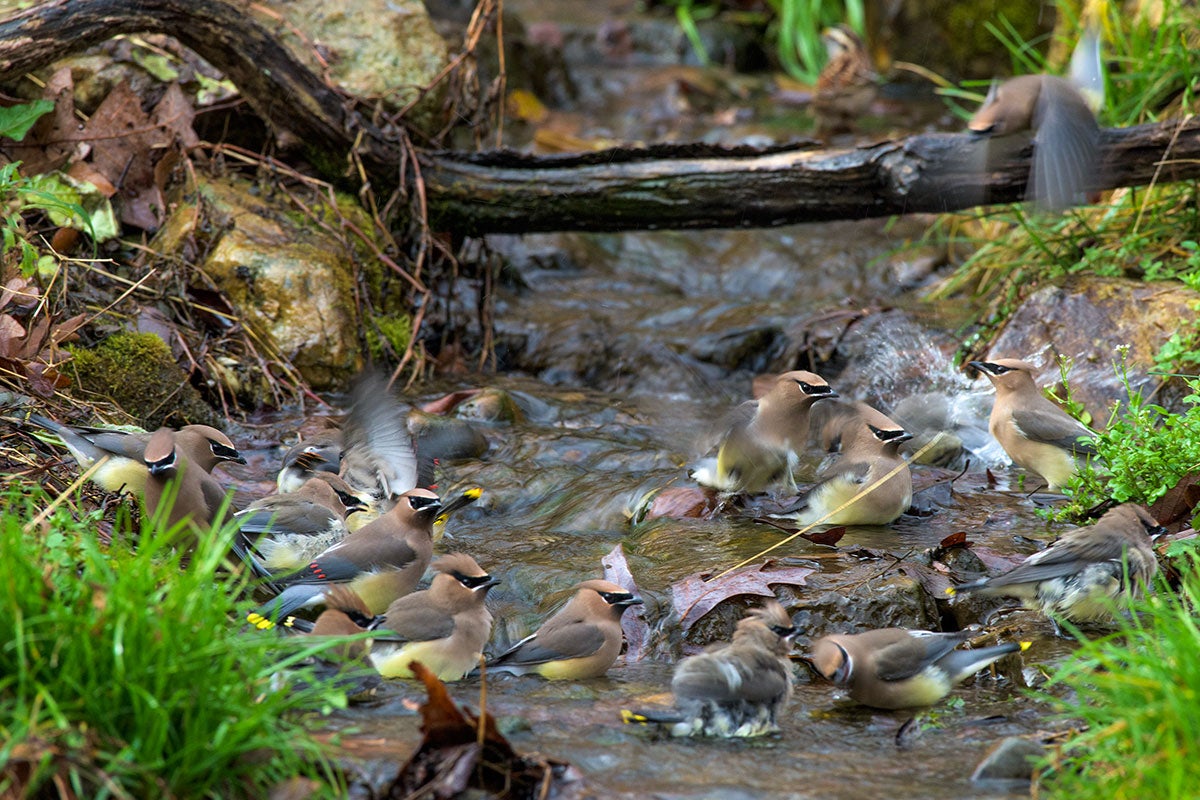The Many Ways Birds Beat the Heat | Audubon