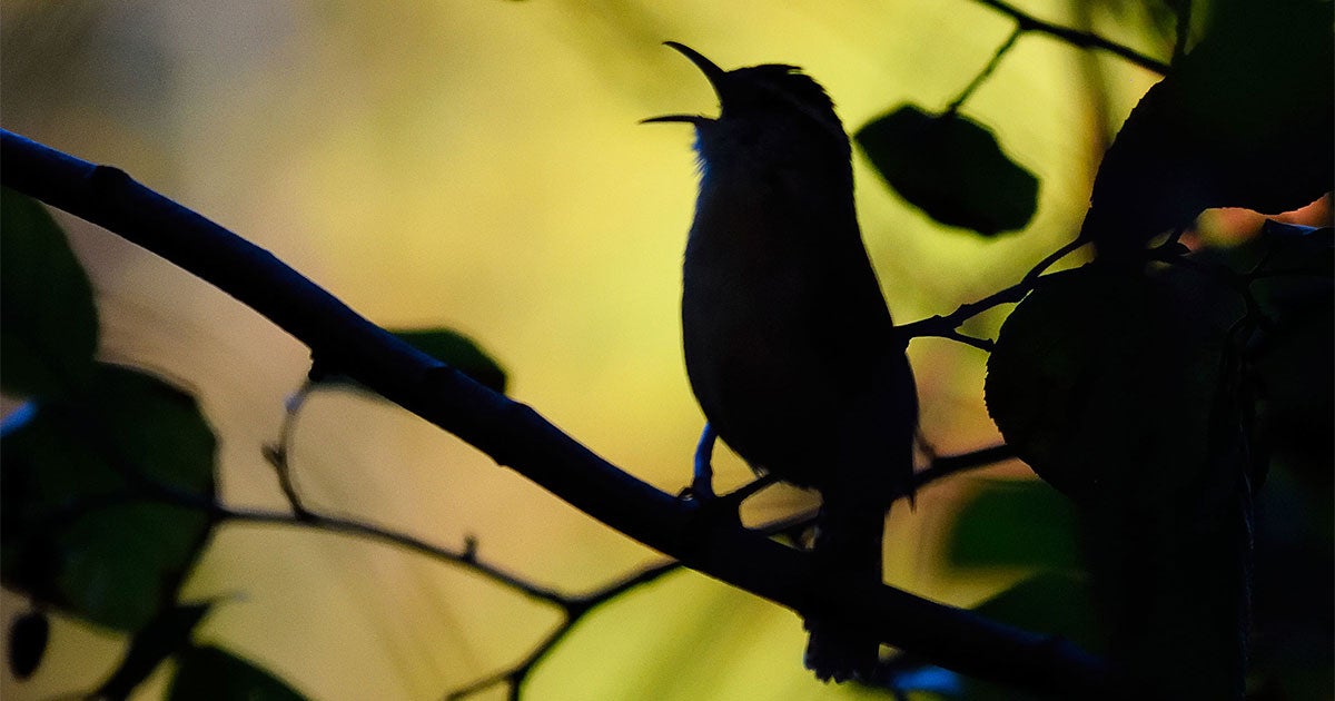 Teakettle, Cheeseburger . . . Pidaro? The Case for Using Real Words to ...