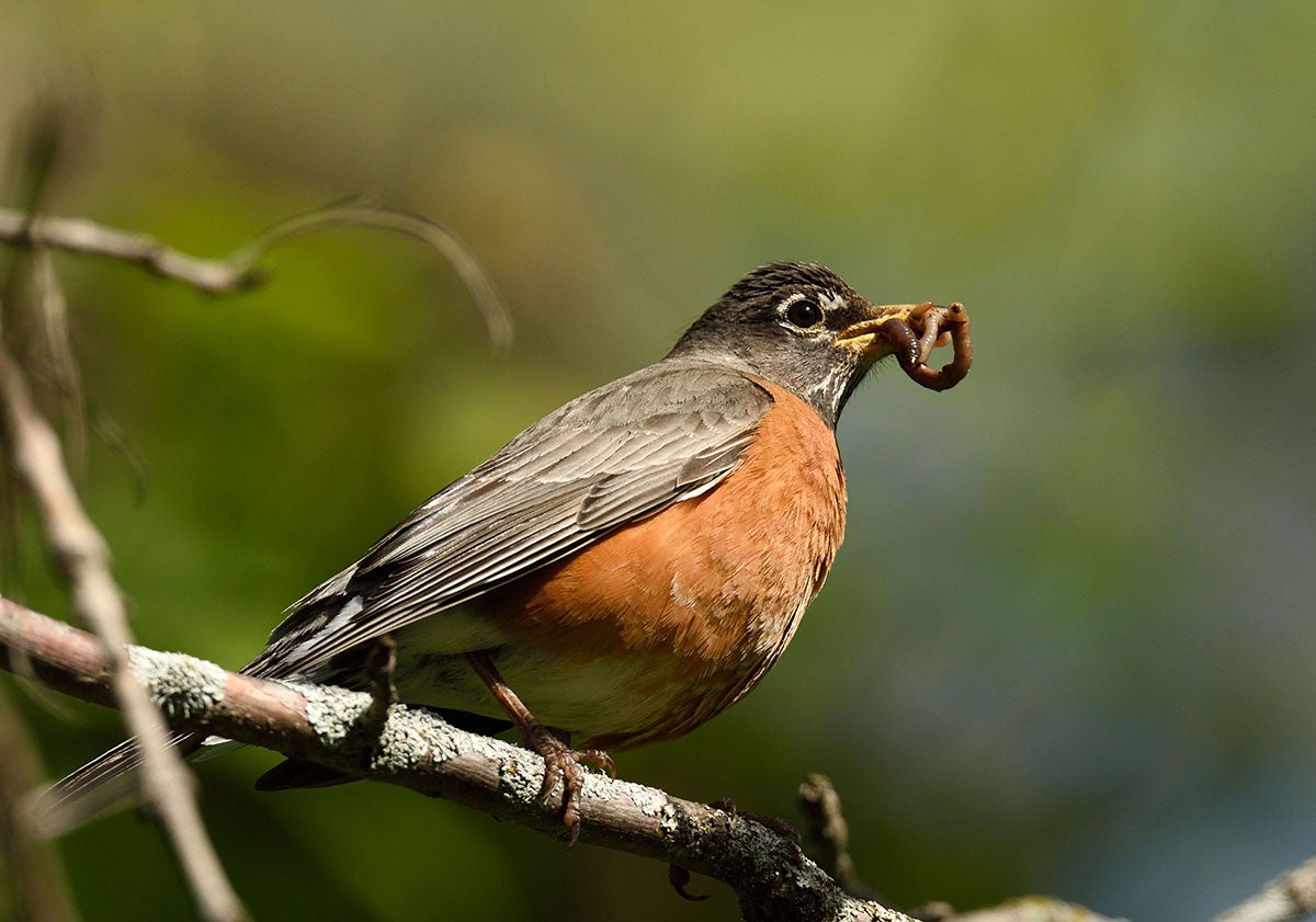 The Surprisingly Specific Conditions Robins Need to Nest | Audubon