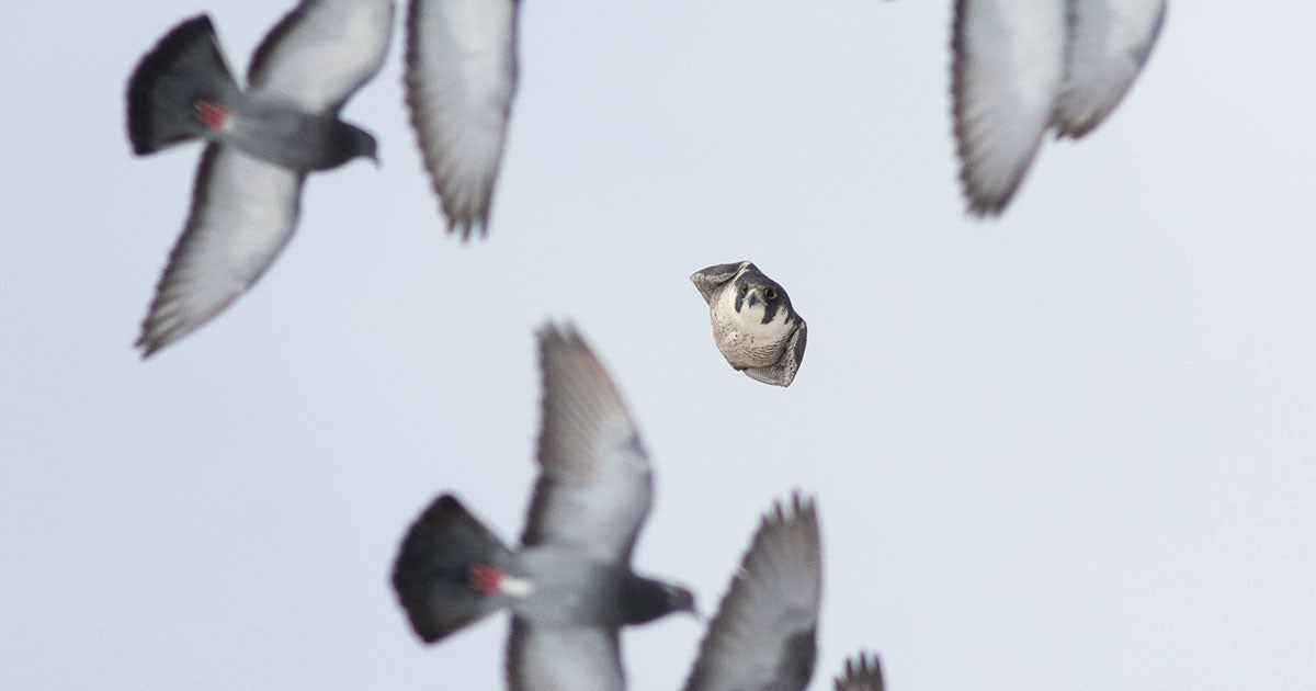 How to Bird at Your Office, Like a Boss | Audubon