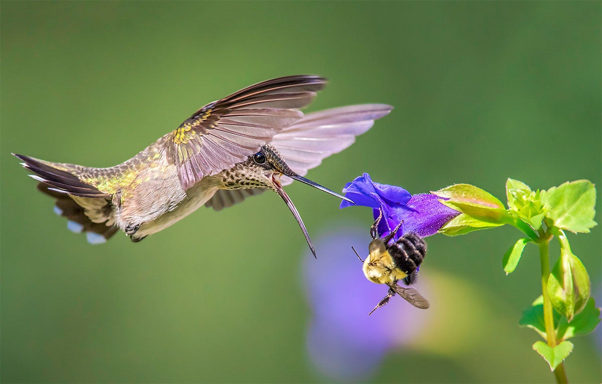 How to Make Hummingbird Nectar | Audubon