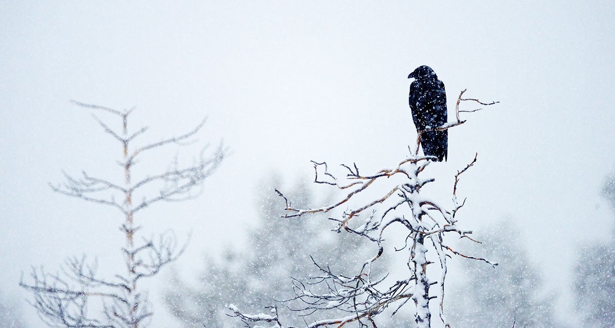 Did Folklore Help Bring Denmark's Ravens Back From the Brink? | Audubon