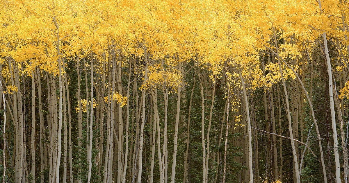 Native Trees With Incredible Fall Foliage—and the Birds That Love Them ...