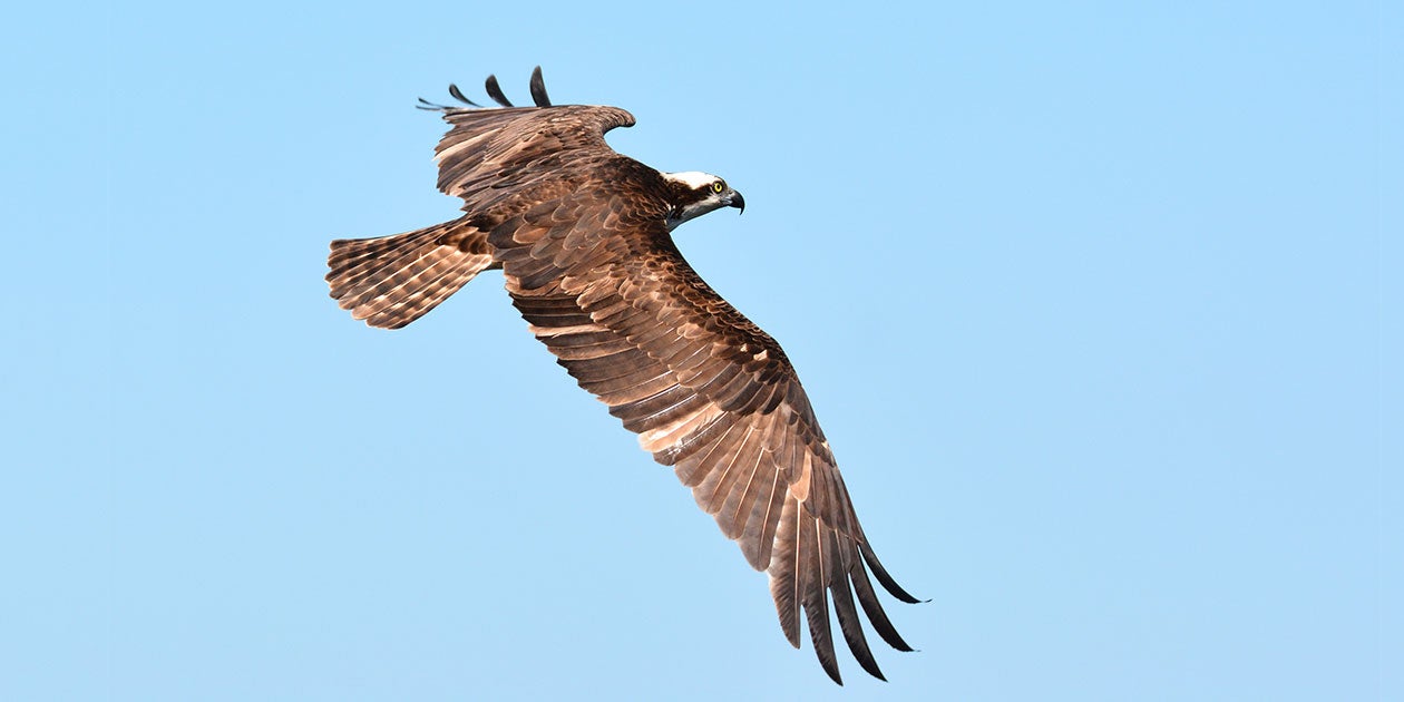 These Adaptations Make the Osprey a Fantastic Fisher | Audubon