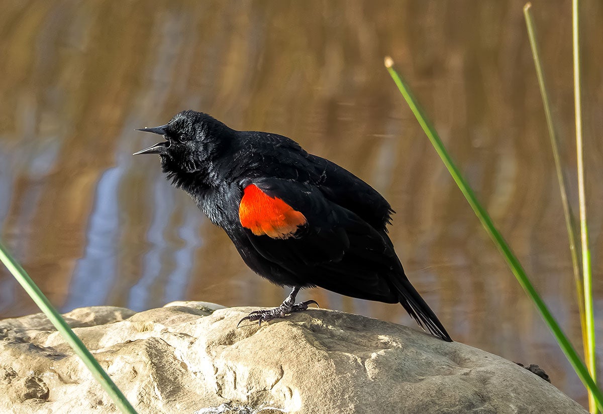 Warmer Weather Brings Record Sightings for This Year’s Great Backyard ...