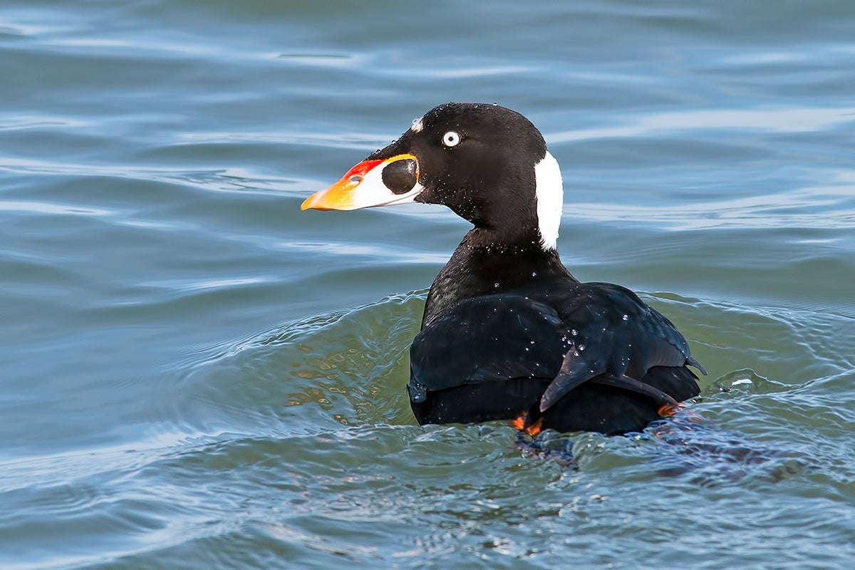 The Slick Trick Sea Ducks and Surfers Use to Avoid Getting Smashed by ...
