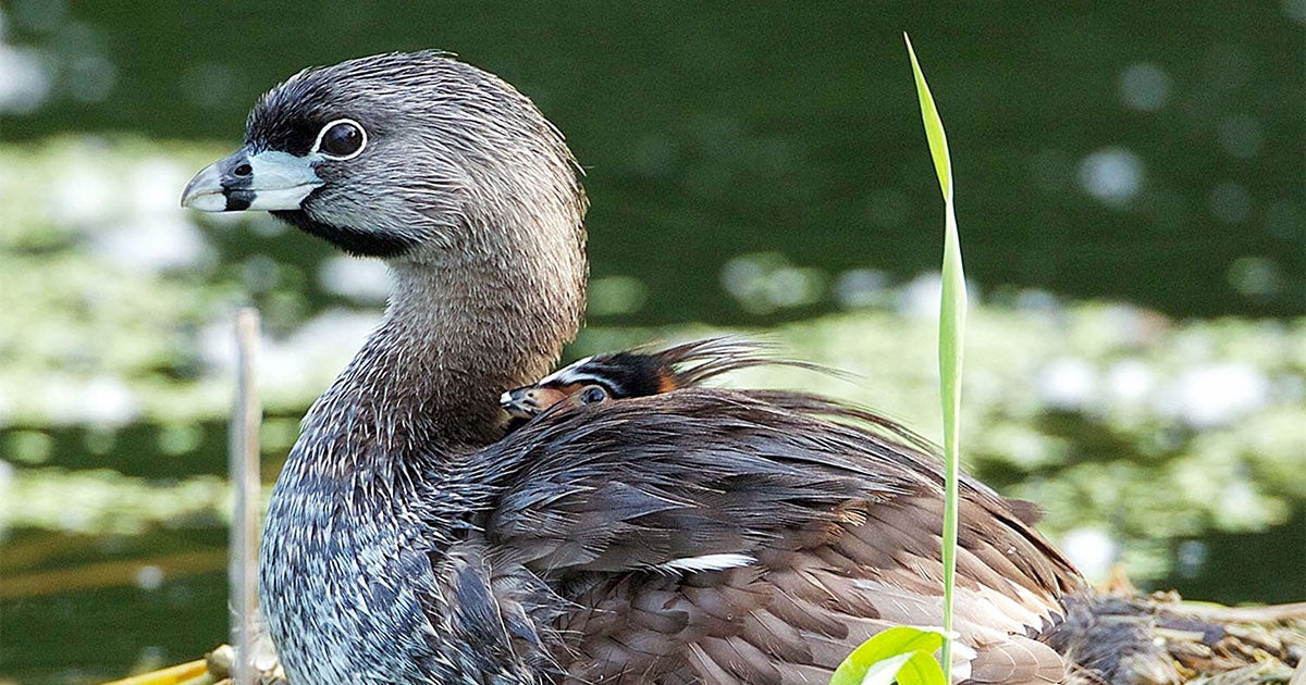How Grebes Build Floating Nests That Keep Their Eggs High and Dry | Audubon