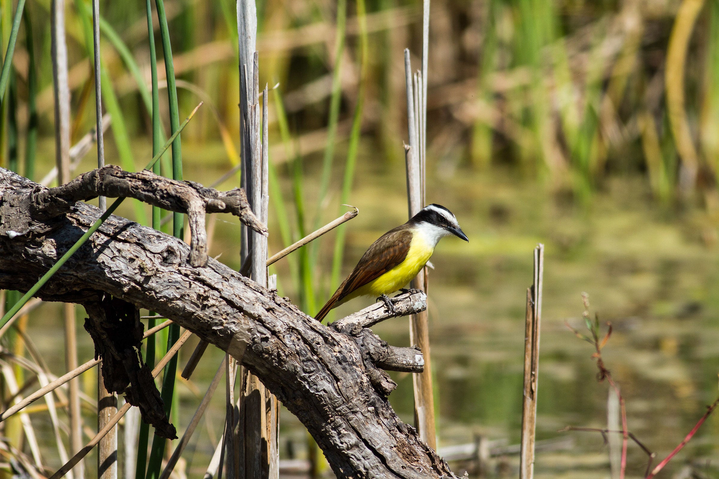 Seven Great National Wildlife Refuges Everyone Should Visit | Audubon
