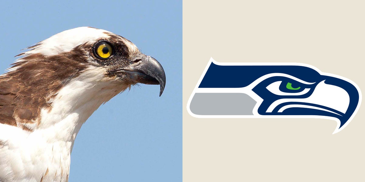 Bracket: What’s The Best Bird-Named Sports Team? We Have a Winner | Audubon