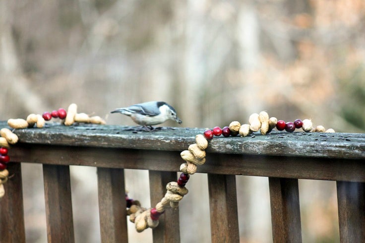 Peanuts Are for the Birds | Audubon
