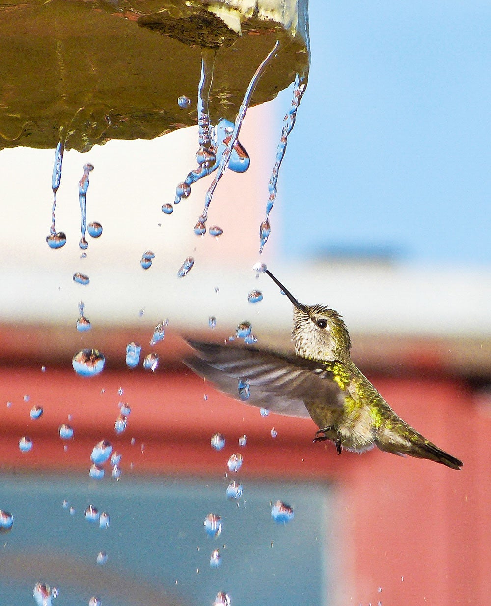 How to Get Hummingbirds to Come to Your City | Audubon