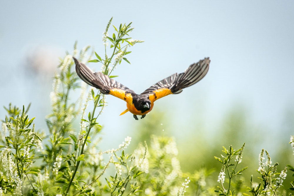 See the Millions of Places Migrating Birds Have Gone—in One Gif | Audubon