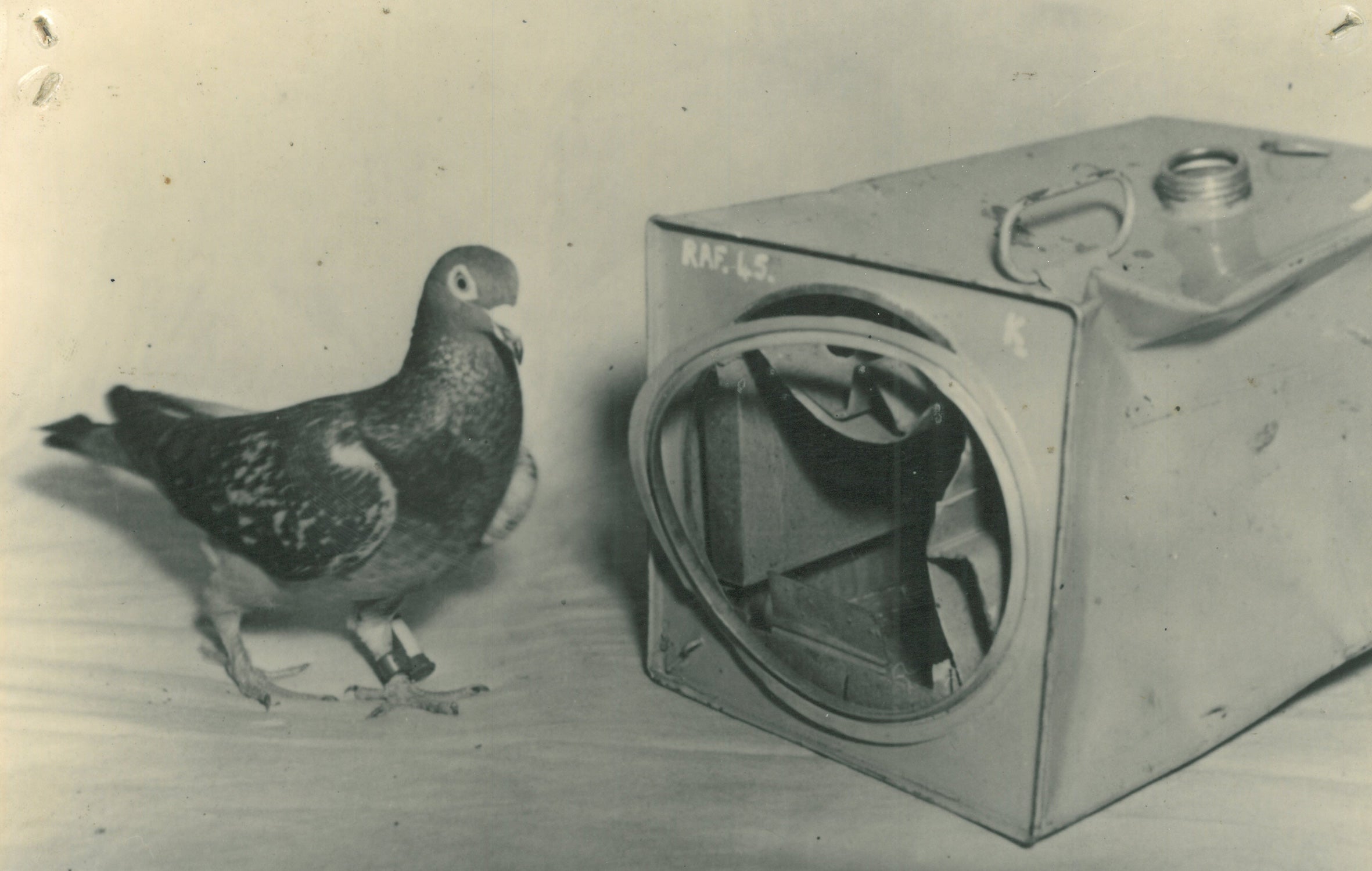 Eyes in the Sky: A Short History of Bird Spies | Audubon