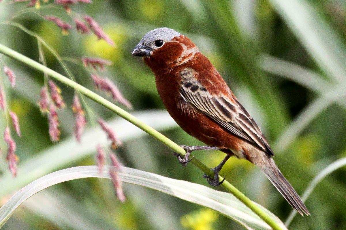 Birding and Ecotourism in Paraguay | Audubon