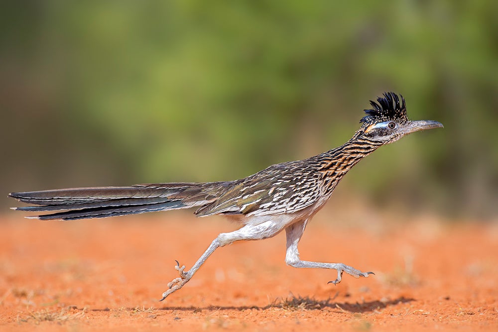 2015 Audubon Photography Awards | Audubon