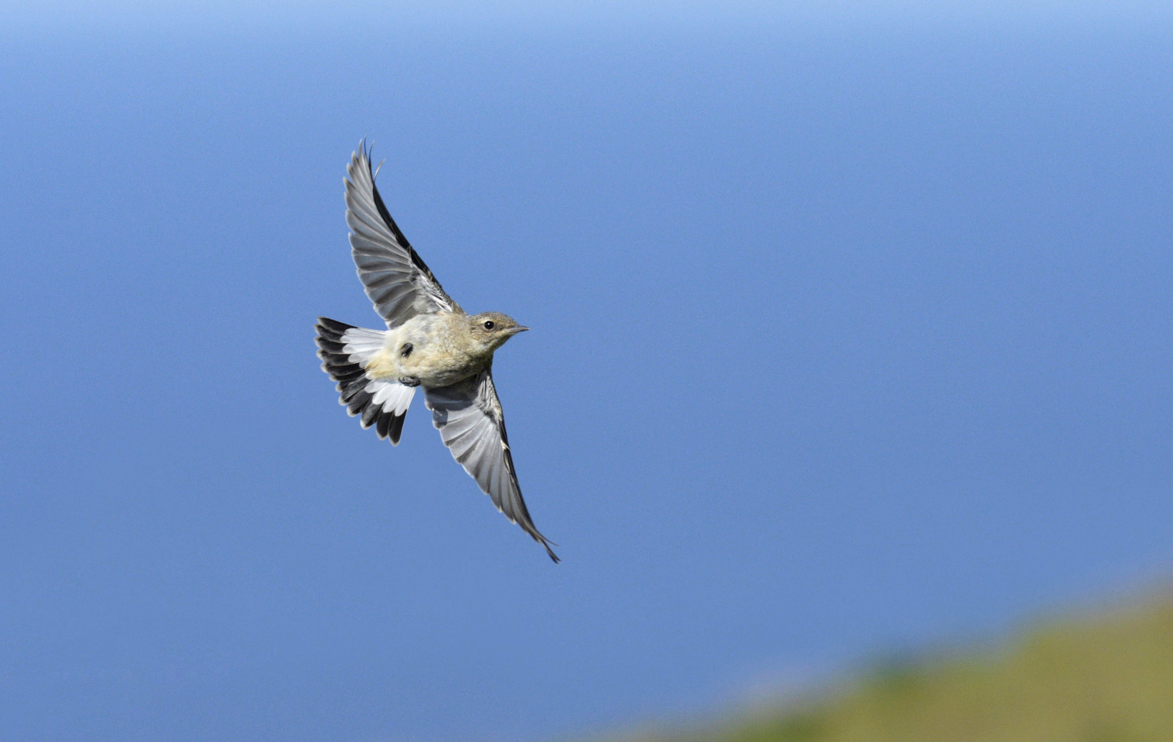 Astonishing Stories of Animal Migrations | Audubon