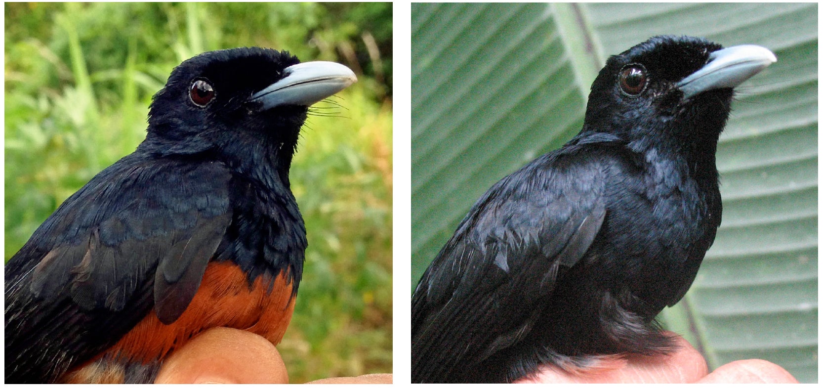 How Island Birds Got Their Groove | Audubon