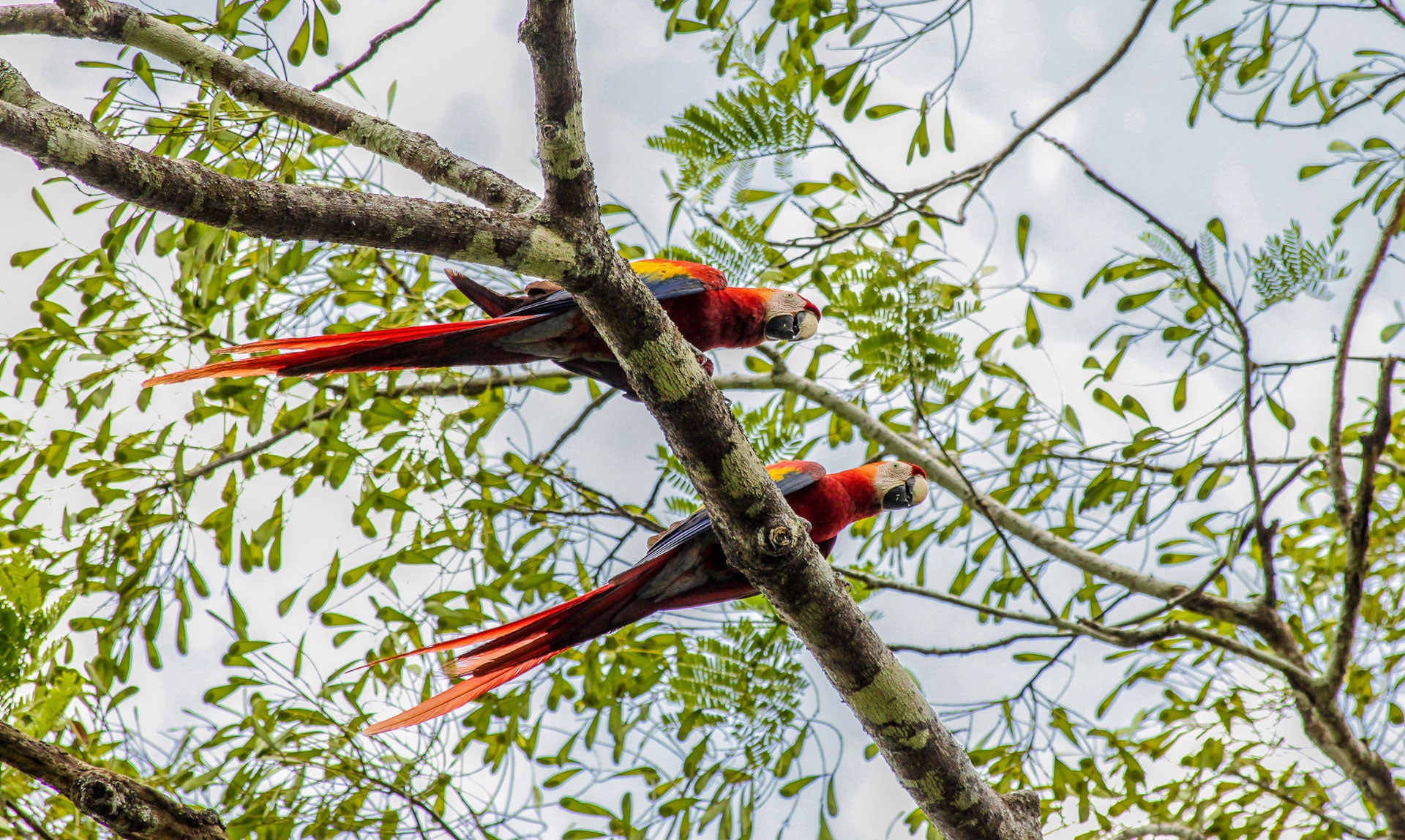 Birding and Ecotourism in Belize | Audubon
