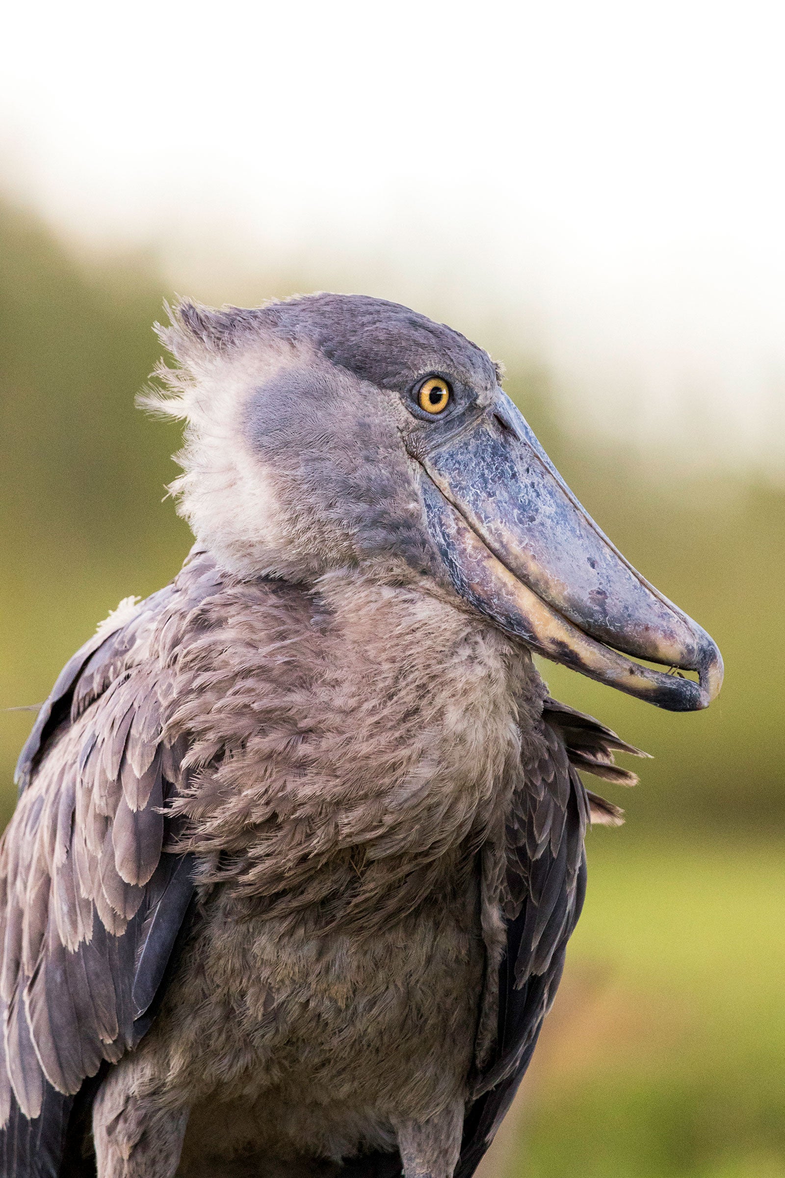 From Canoes, Fishermen Guard Africa's Famous Shoebills Against Poachers ...