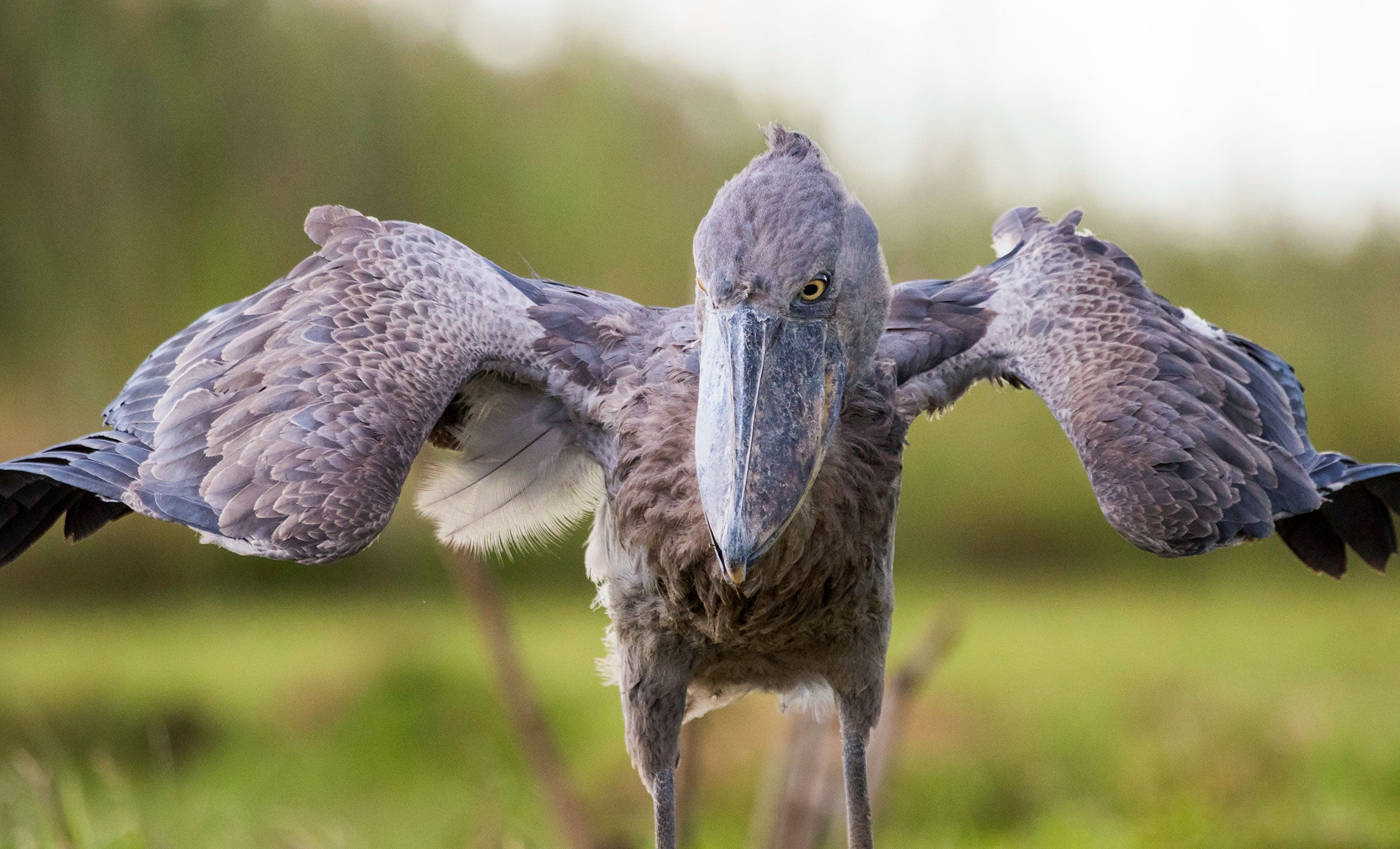 From Canoes, Fishermen Guard Africa's Famous Shoebills Against Poachers ...