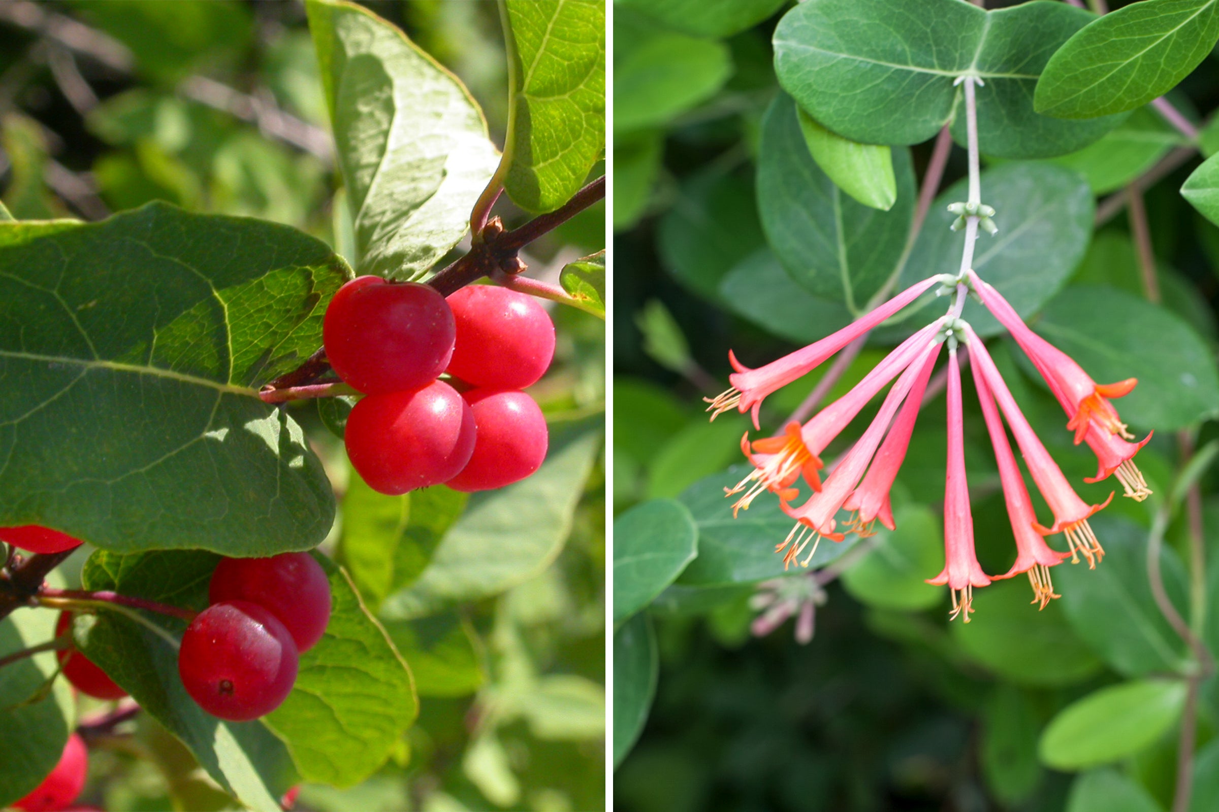 What is the Difference Between Native, Non-native, and Invasive Plants ...