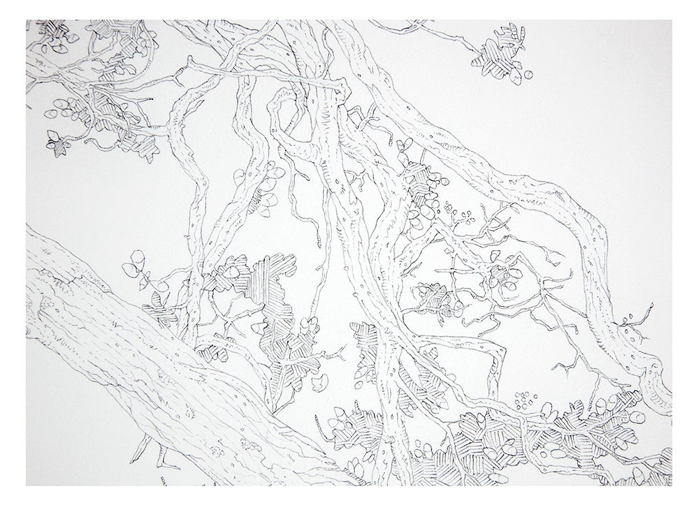 Encountering the Forest, One Tree at a Time | Audubon