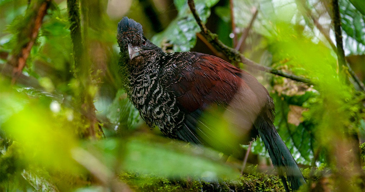 Rare Photos Reveal the Secretive Life of the Banded Ground-Cuckoo | Audubon
