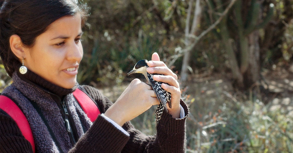 Systemic Barriers Hinder Bird Research, Say 124 Latin American ...