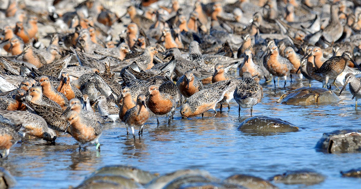 How the Race for a COVID-19 Vaccine Jeopardizes East Coast Shorebirds ...