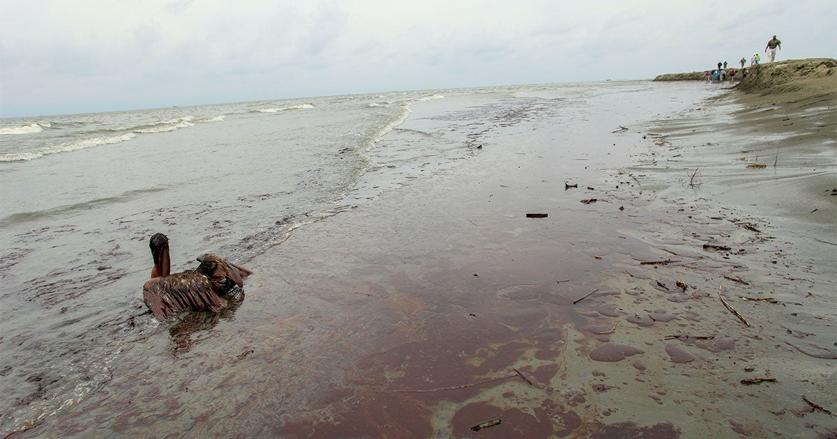 Inside the Growing Movement to Make Ecocide an International Crime ...