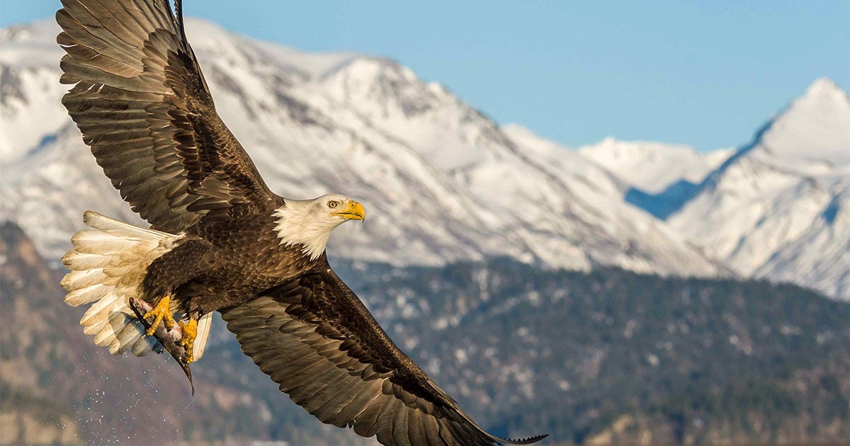 Introducing The Birdsong Project: What the Birds Tell Us | Audubon