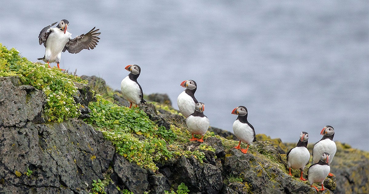 13 Virtual Bird and Conservation Events to Tune In to This Spring | Audubon