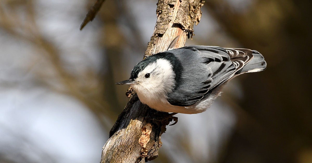 Small White Breasted Bird