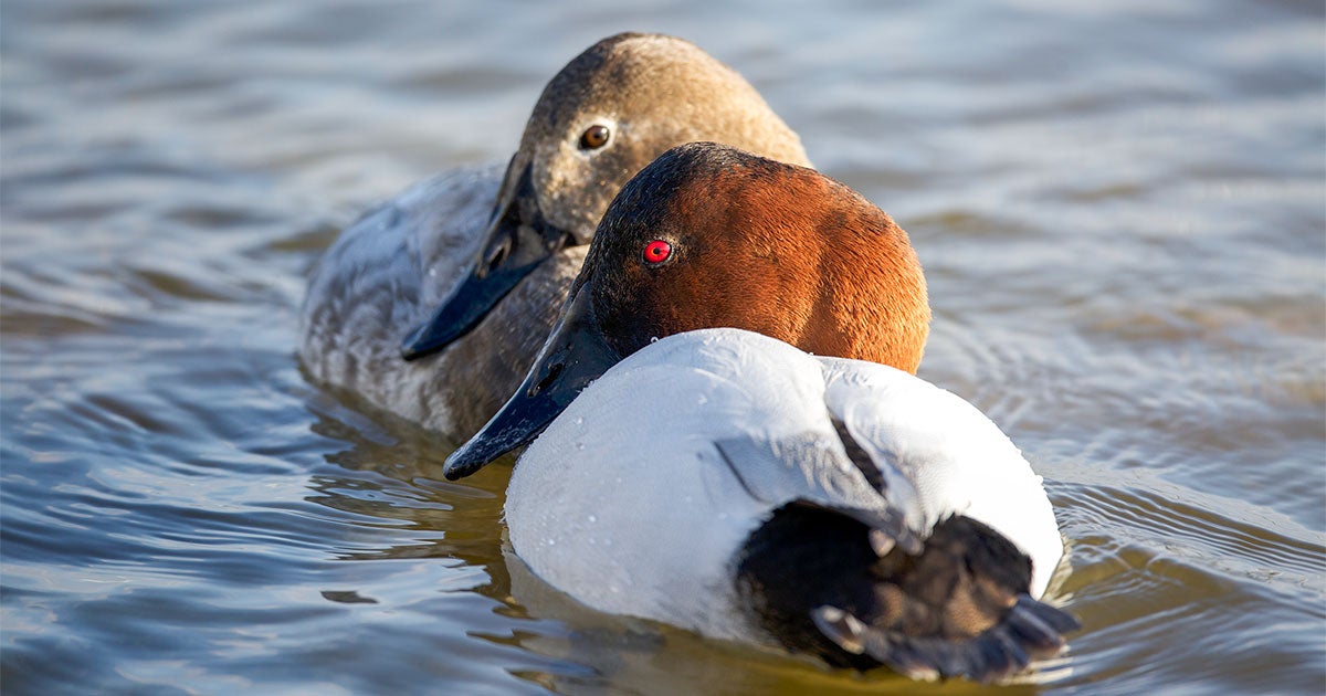 Bird Eyes Come In an Amazing Array of Colors—but Why Is a Mystery | Audubon