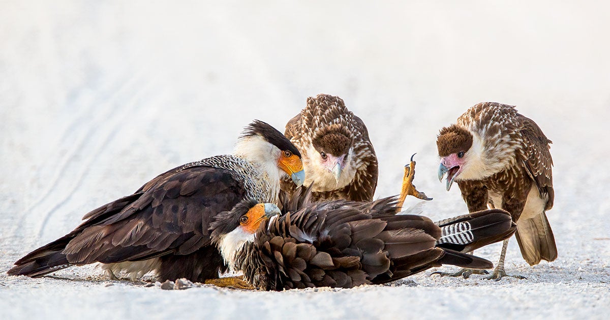 Our Favorite Fascinating Bird Behaviors From the 2020 Audubon Photo ...
