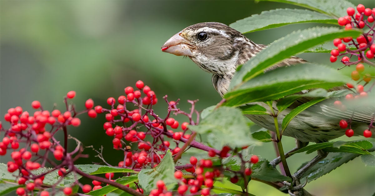 These Fantastic Photos Show Birds Thriving With Native Plants | Audubon